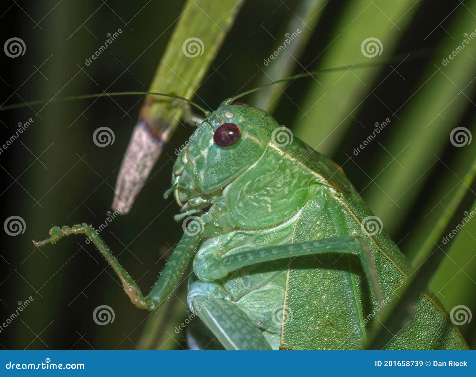 Giant Florida Katydid Head Shot Stock Image - Image of shot, giant ...