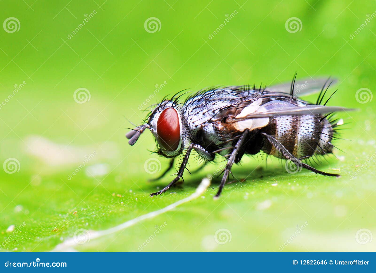 Giant Fly stock photo. Image of carrier, green, dirty - 12822646