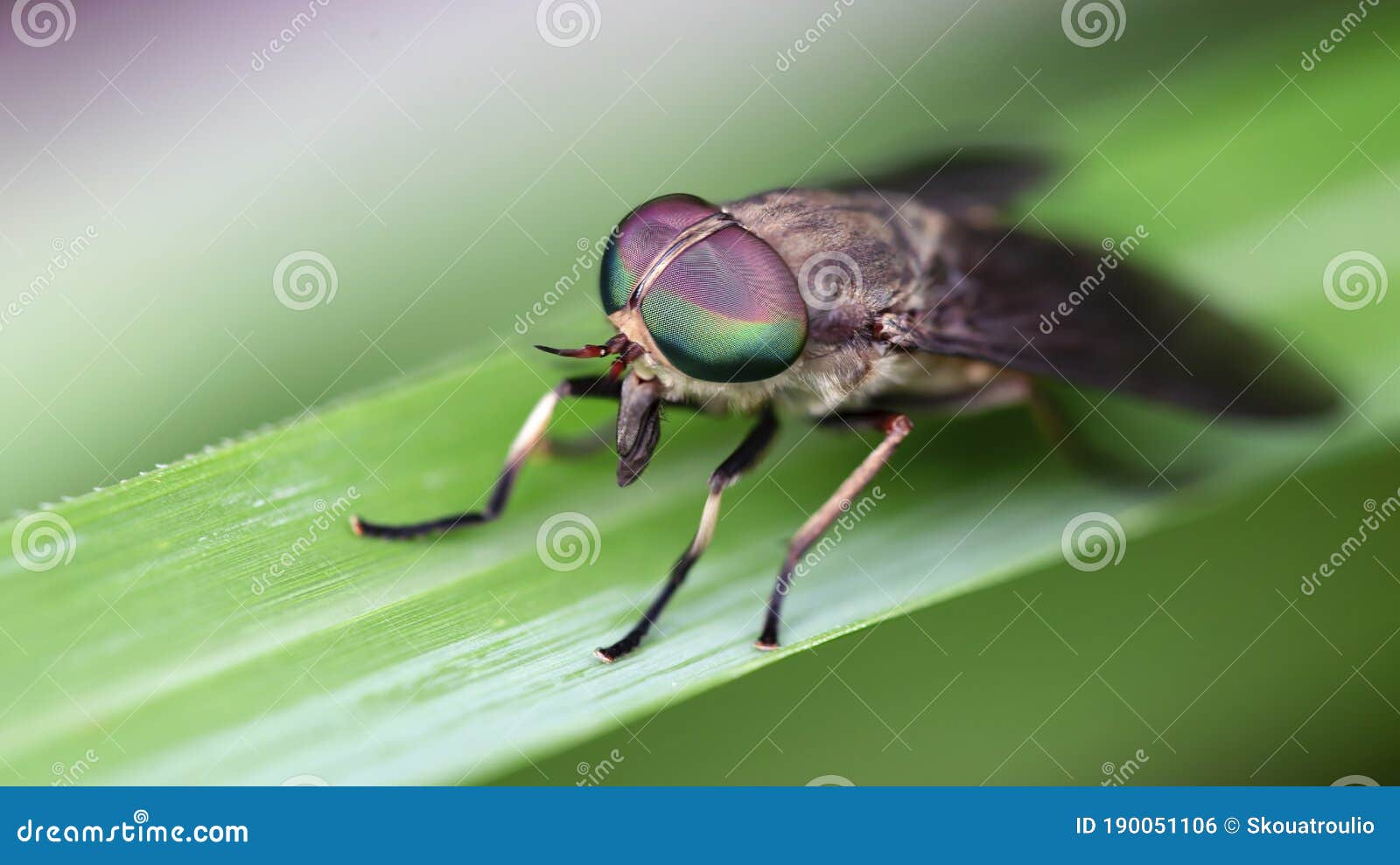 Close Up of a Big Horsefly with Giant Colorful Faceted Eyes, Macro ...