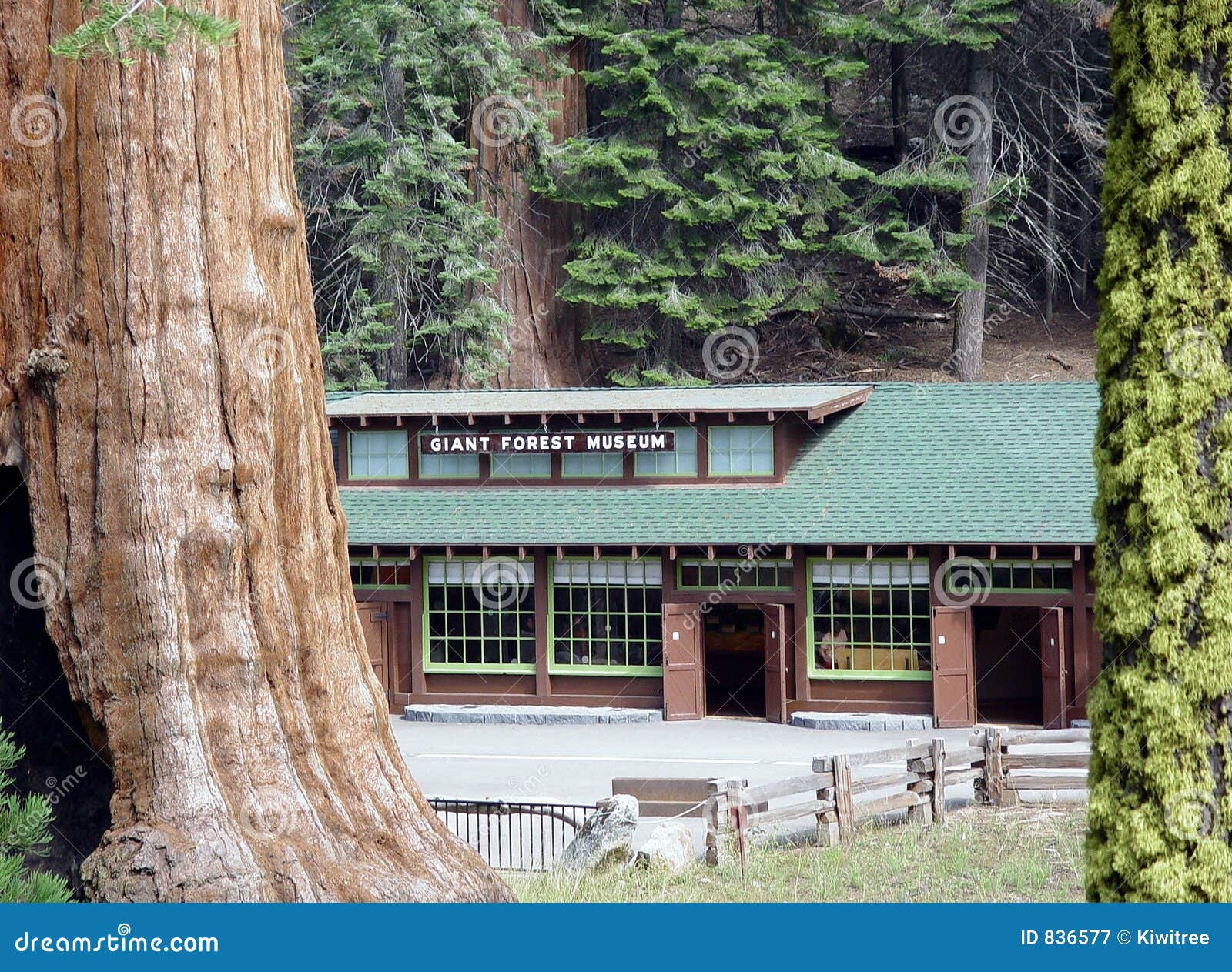 Giant Forest Museum Picture. Image: 836577