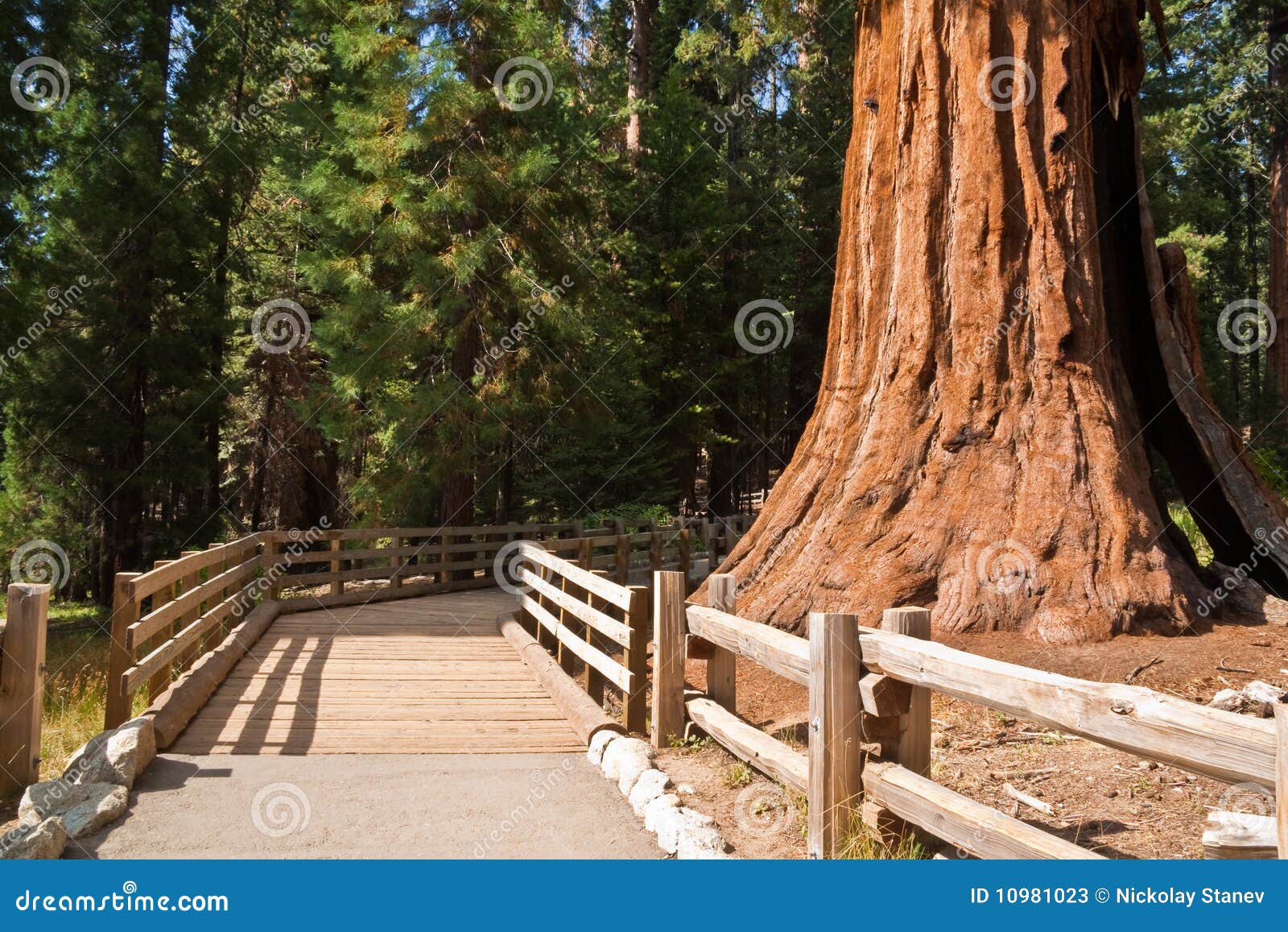 Giant Forest Path stock image. Image of redwood, tourist - 10981023