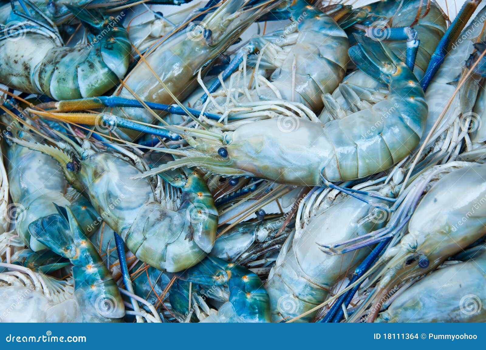 Giant freshwater prawn stock photo. Image of scampi, crustacean - 18111364