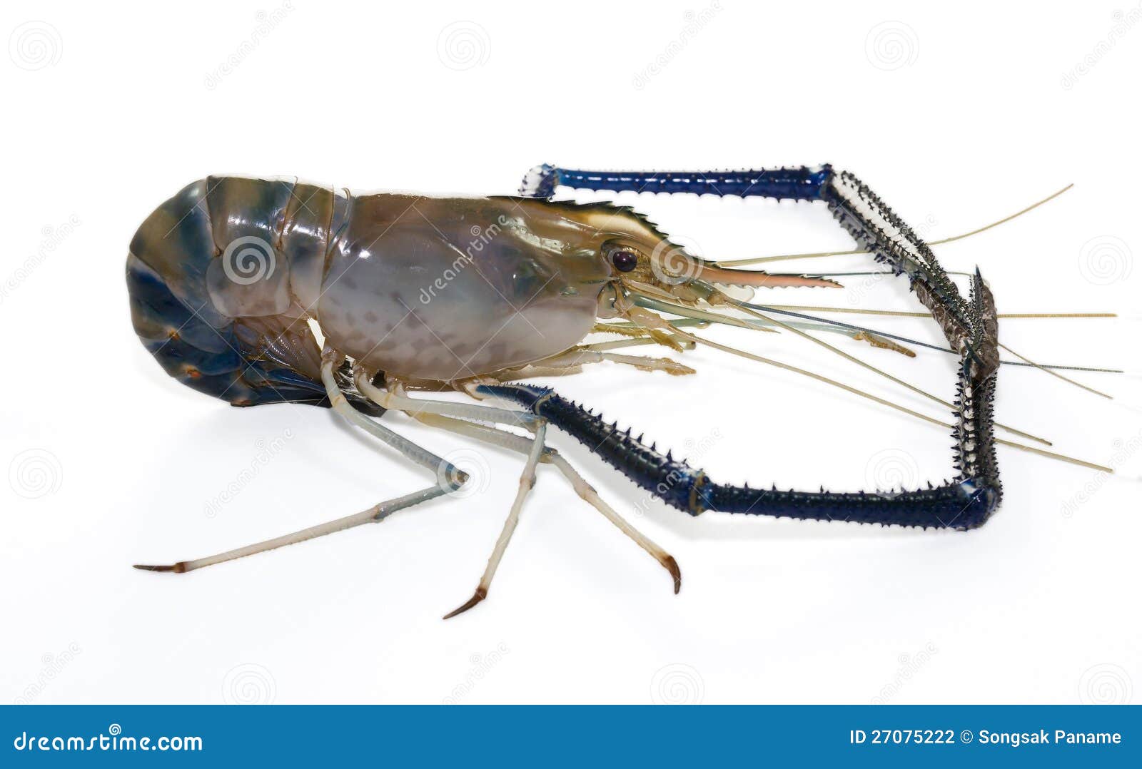 Freshwater Prawn