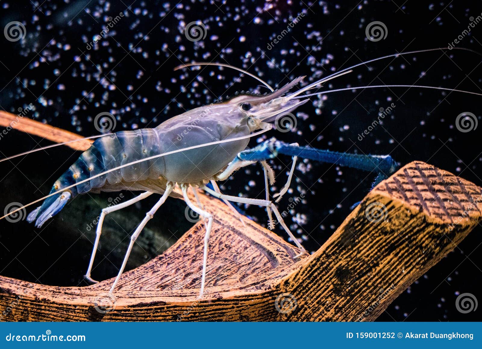 Giant freshwater prawn stock photo. Image of agilis - 159001252
