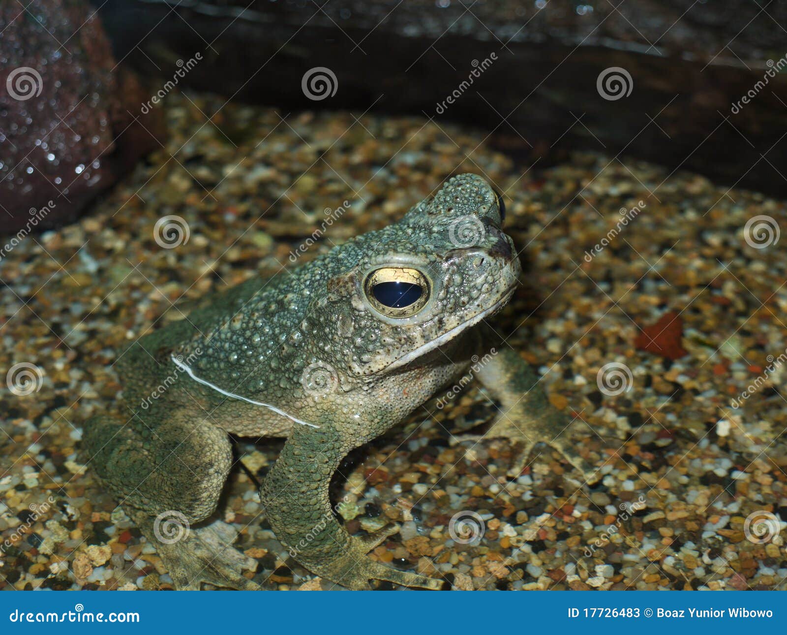 Giant Frog stock image. Image of green, wildlife, nature - 17726483