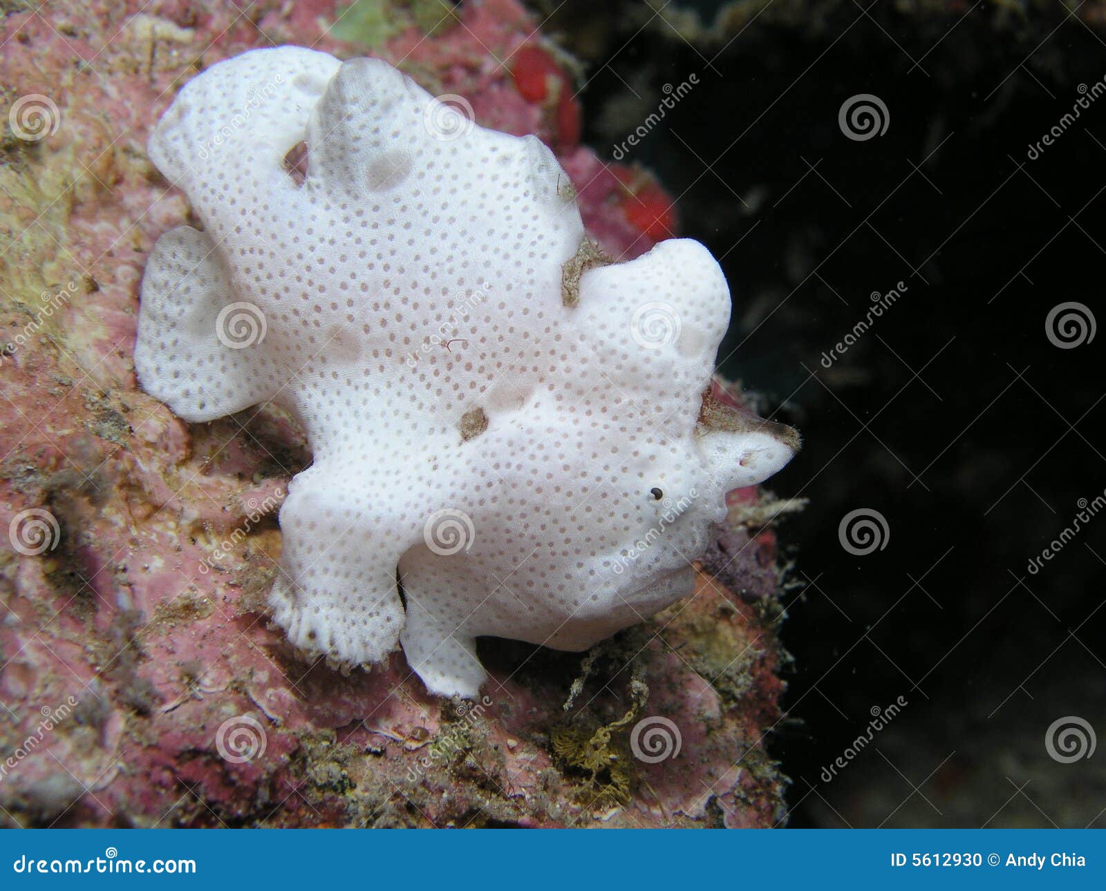 A Giant Frog Mountain Chicken Stock Image | CartoonDealer.com #94850431