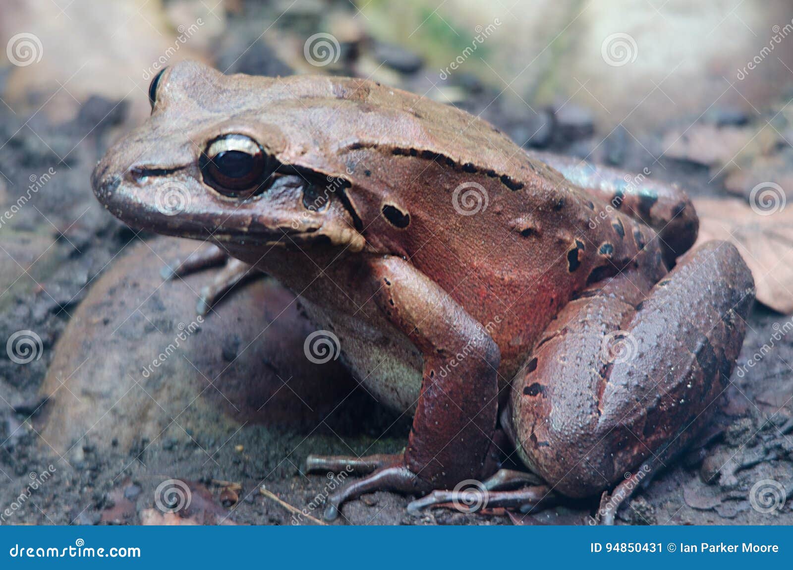 A Giant Frog Mountain Chicken Stock Image - Image of giant, fallax ...