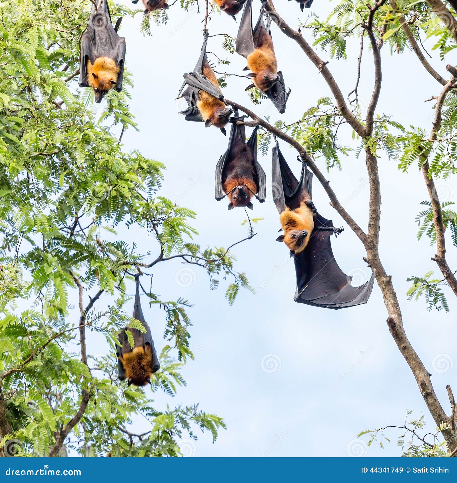 Giant fruit bat stock image. Image of upside, wildlife - 44341749