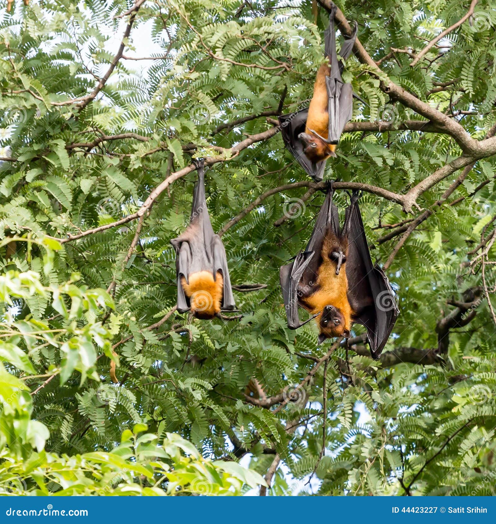 Giant fruit bat stock image. Image of spooky, fruit, rodent - 44423227