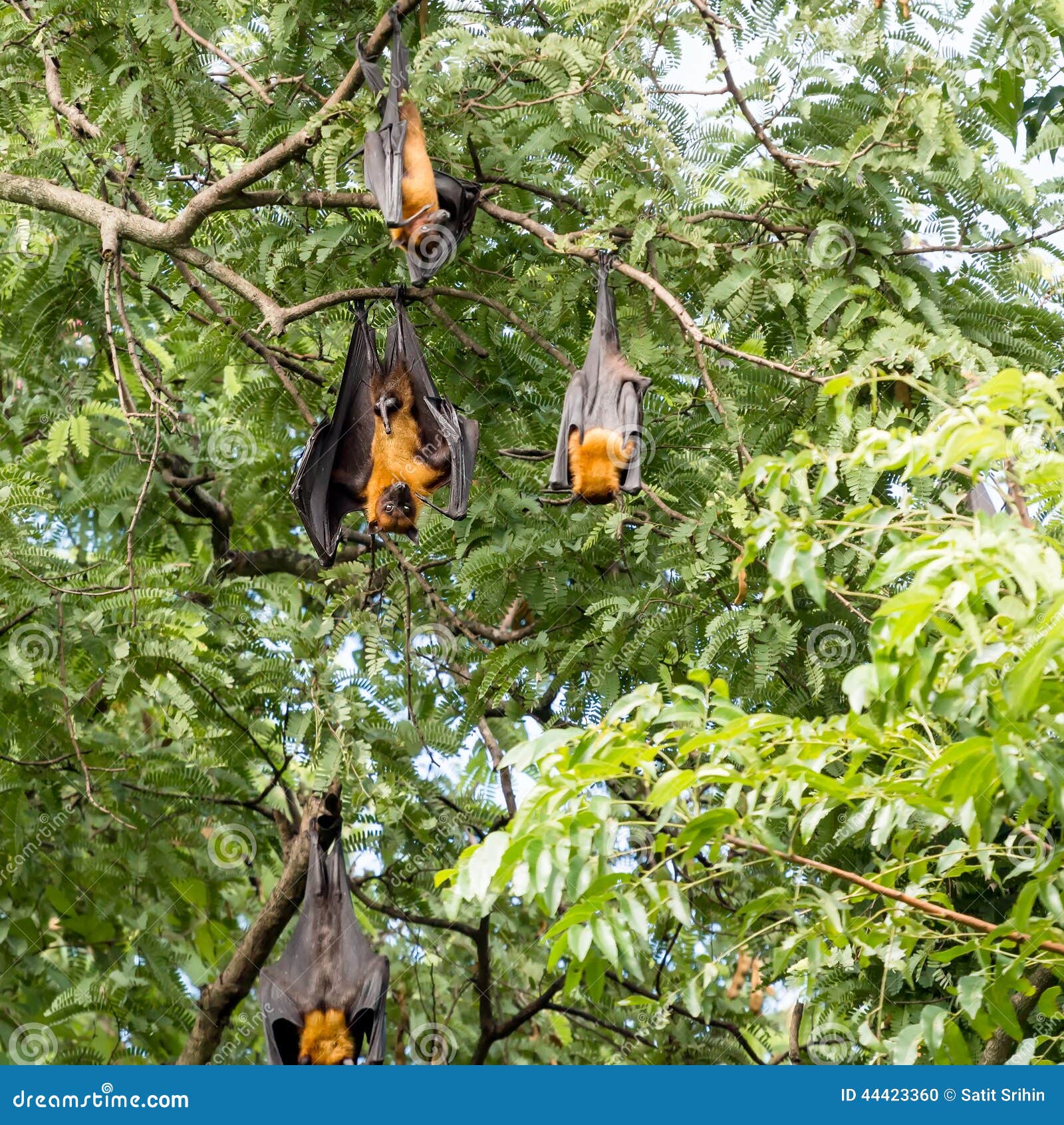 Giant fruit bat stock photo. Image of wilderness, fruit - 44423360