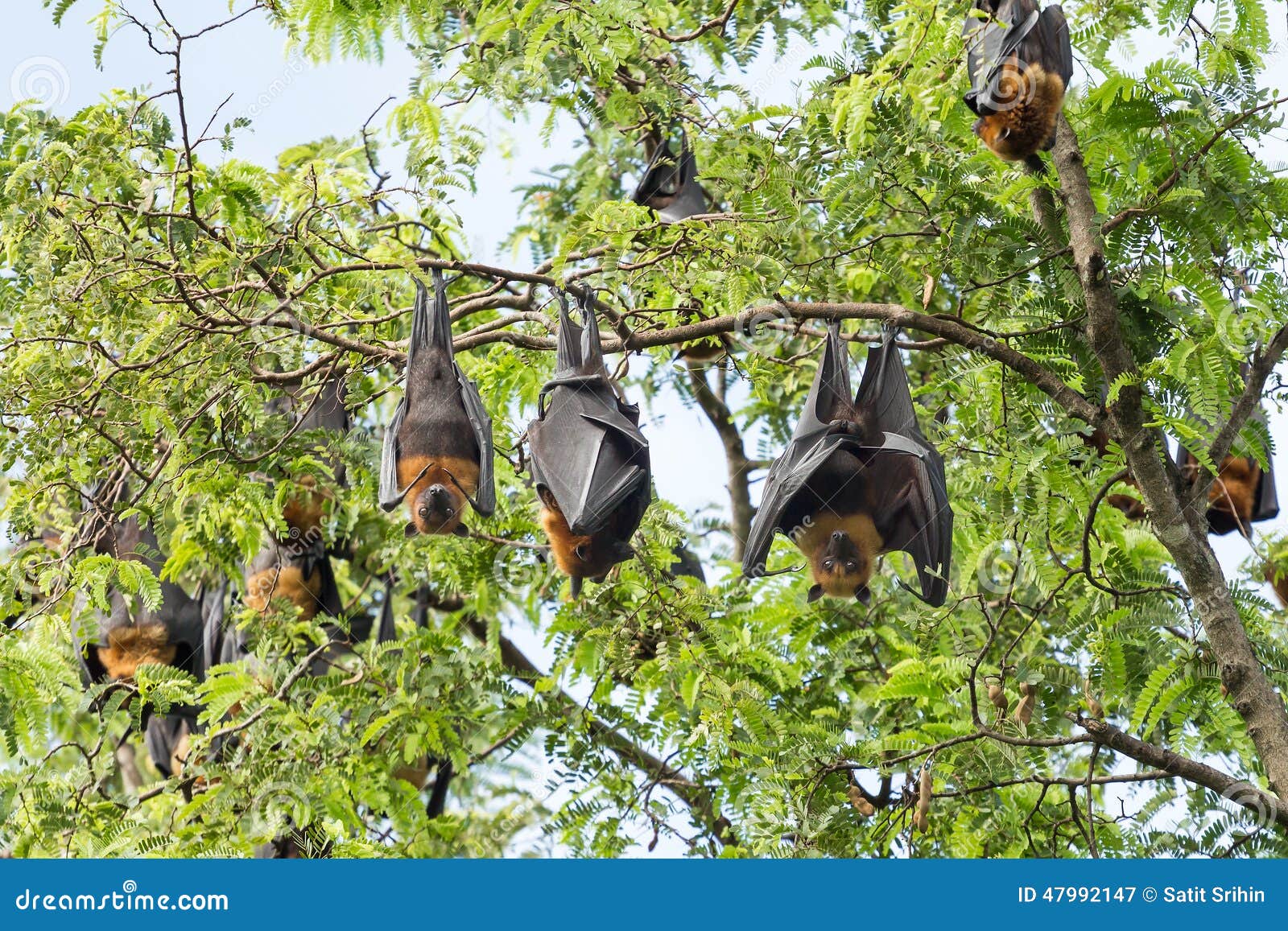 188 Giant Fruit Bat Stock Photos - Free & Royalty-Free Stock Photos ...