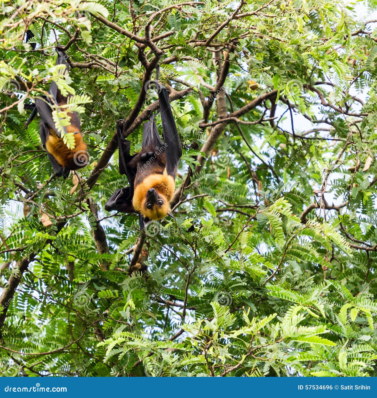 Giant fruit bat stock photo. Image of animal, daytime - 57534696
