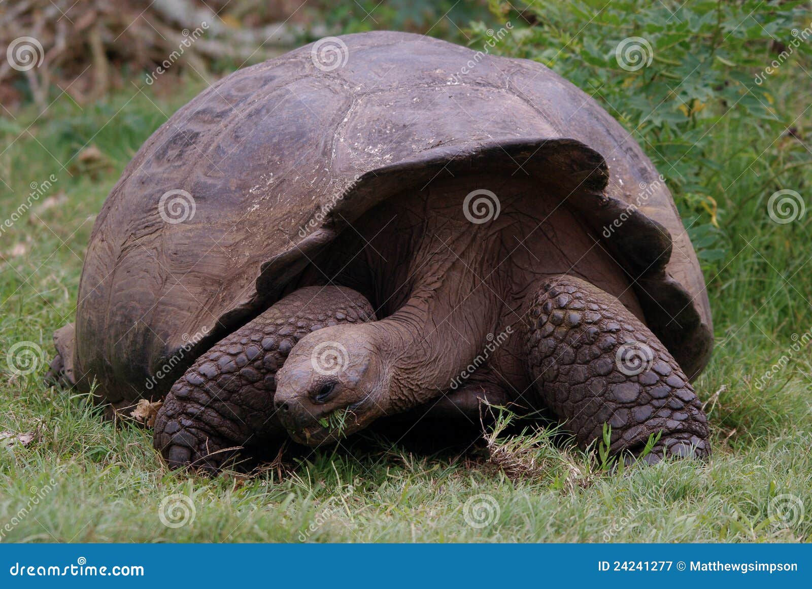Giant Galapagos Tortoise stock image. Image of galapagos - 24241277