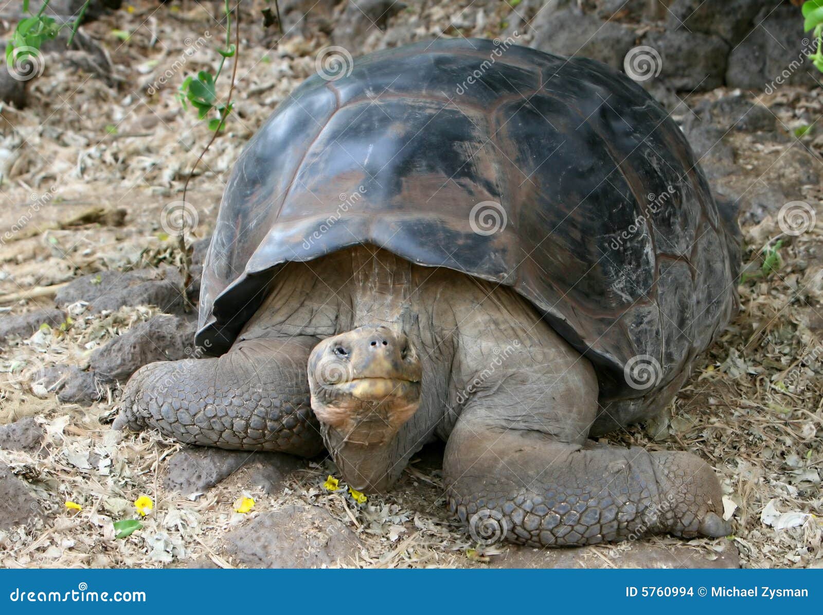 Giant Galapagos Land Turtle Stock Photography | CartoonDealer.com #56334008