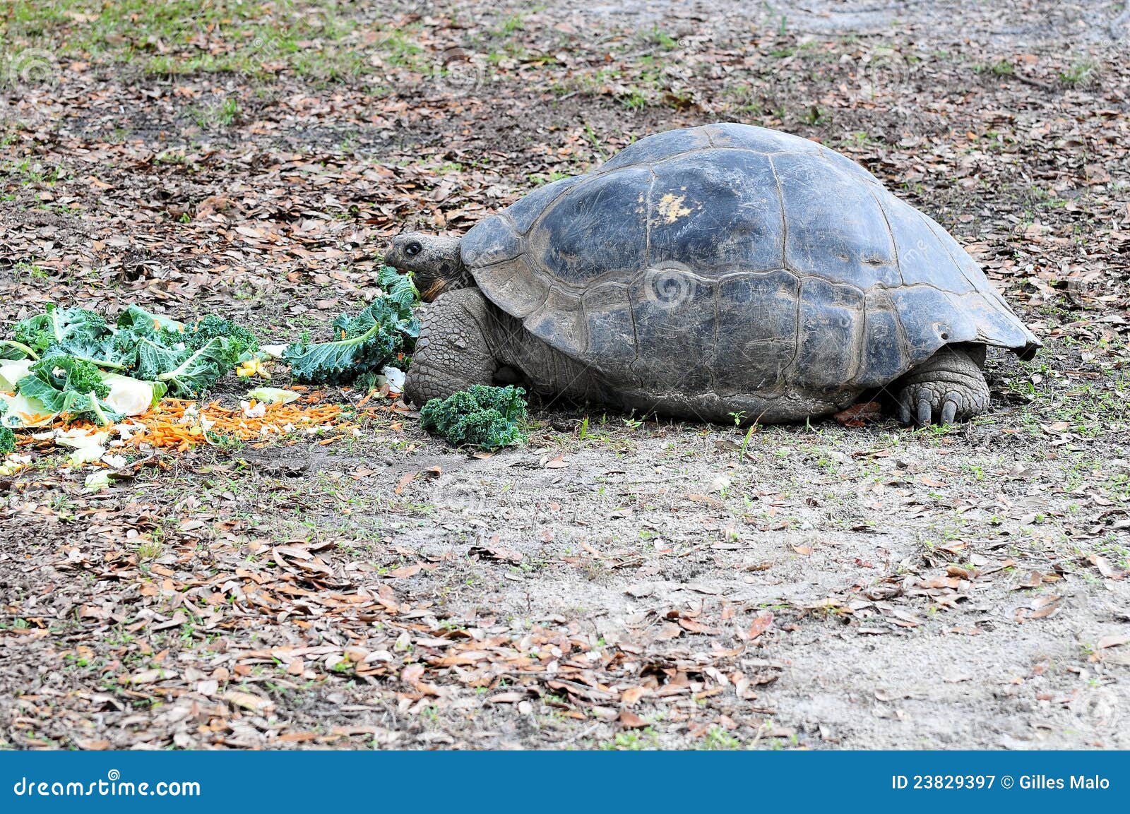 Giant Galapagos Tortoise Eating Stock Image - Image of reptile, turtle ...