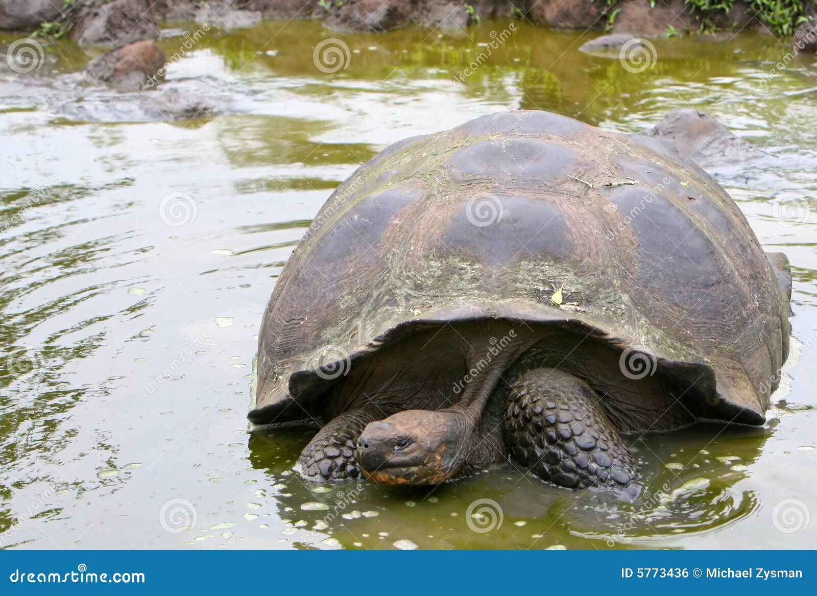 Giant Galapagos Land Turtle Stock Photography | CartoonDealer.com #56334008