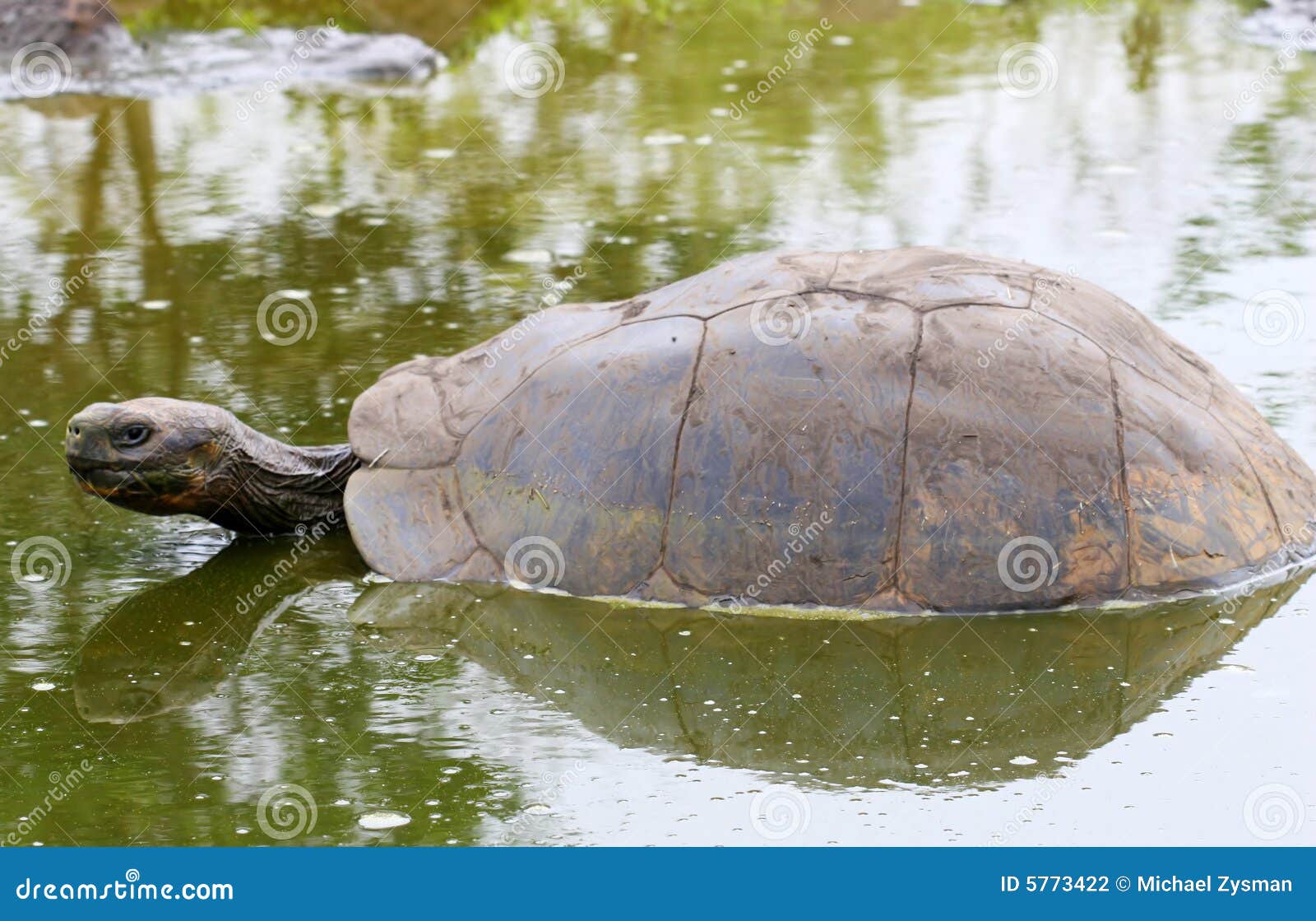 Giant Galapagos Tortoise Swimming Stock Photo - Image of face, giant ...