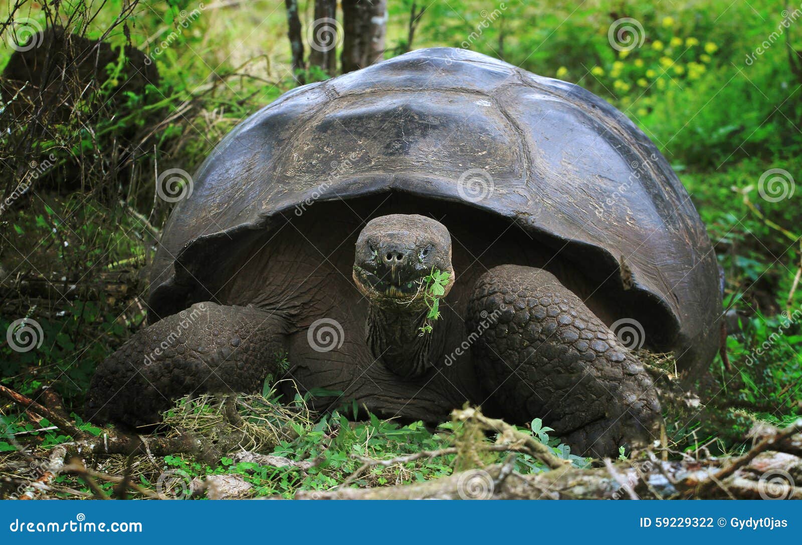 Giant Galapagos Tortoise - Wild in Nature Stock Photo - Image of living ...
