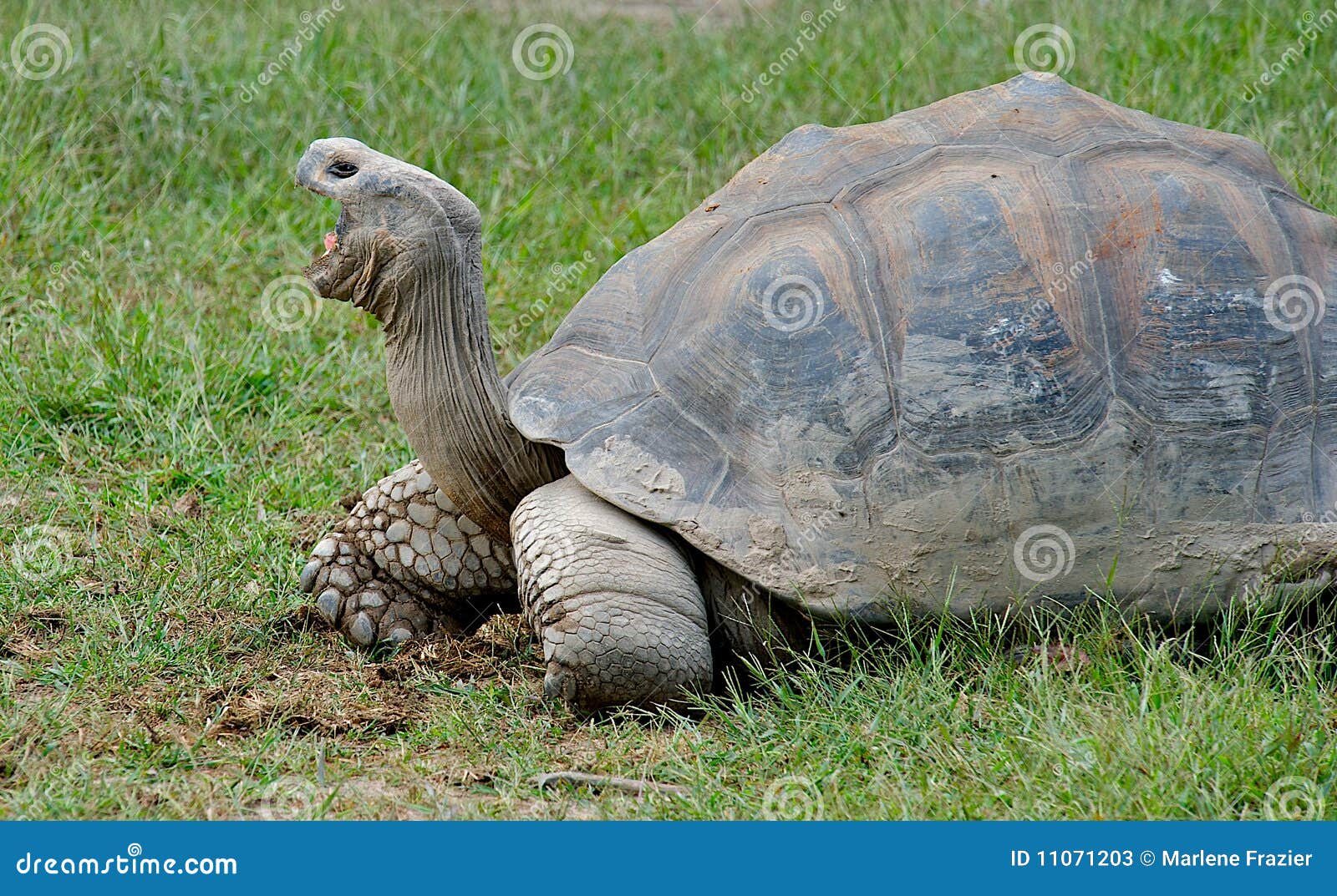 Giant Galapagos Land Turtle Stock Photography | CartoonDealer.com #56334008