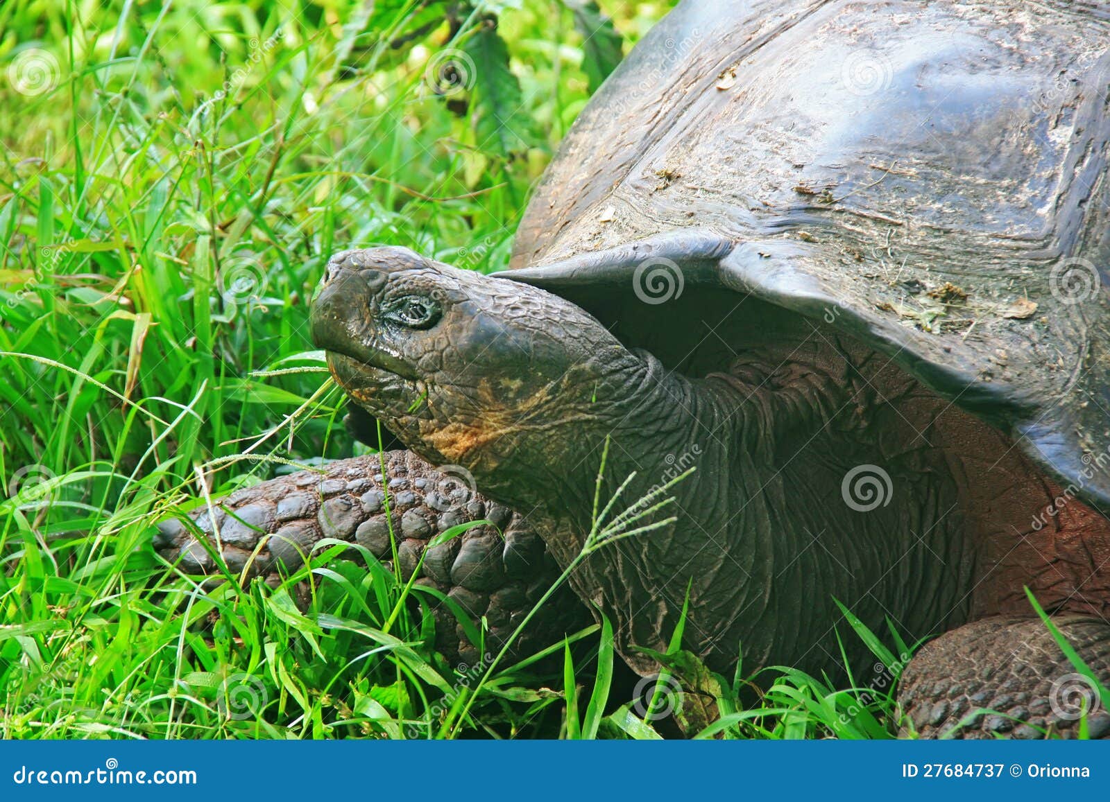 A giant Galapagos turtle stock image. Image of islands - 27684737