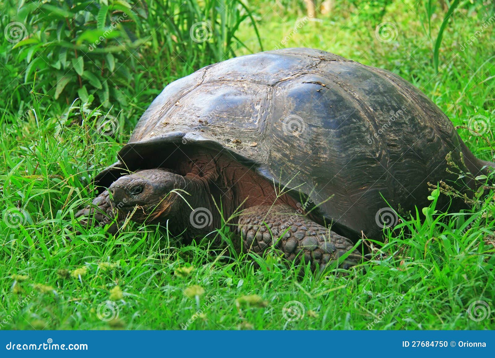 A giant Galapagos turtle stock photo. Image of meal, color - 27684750