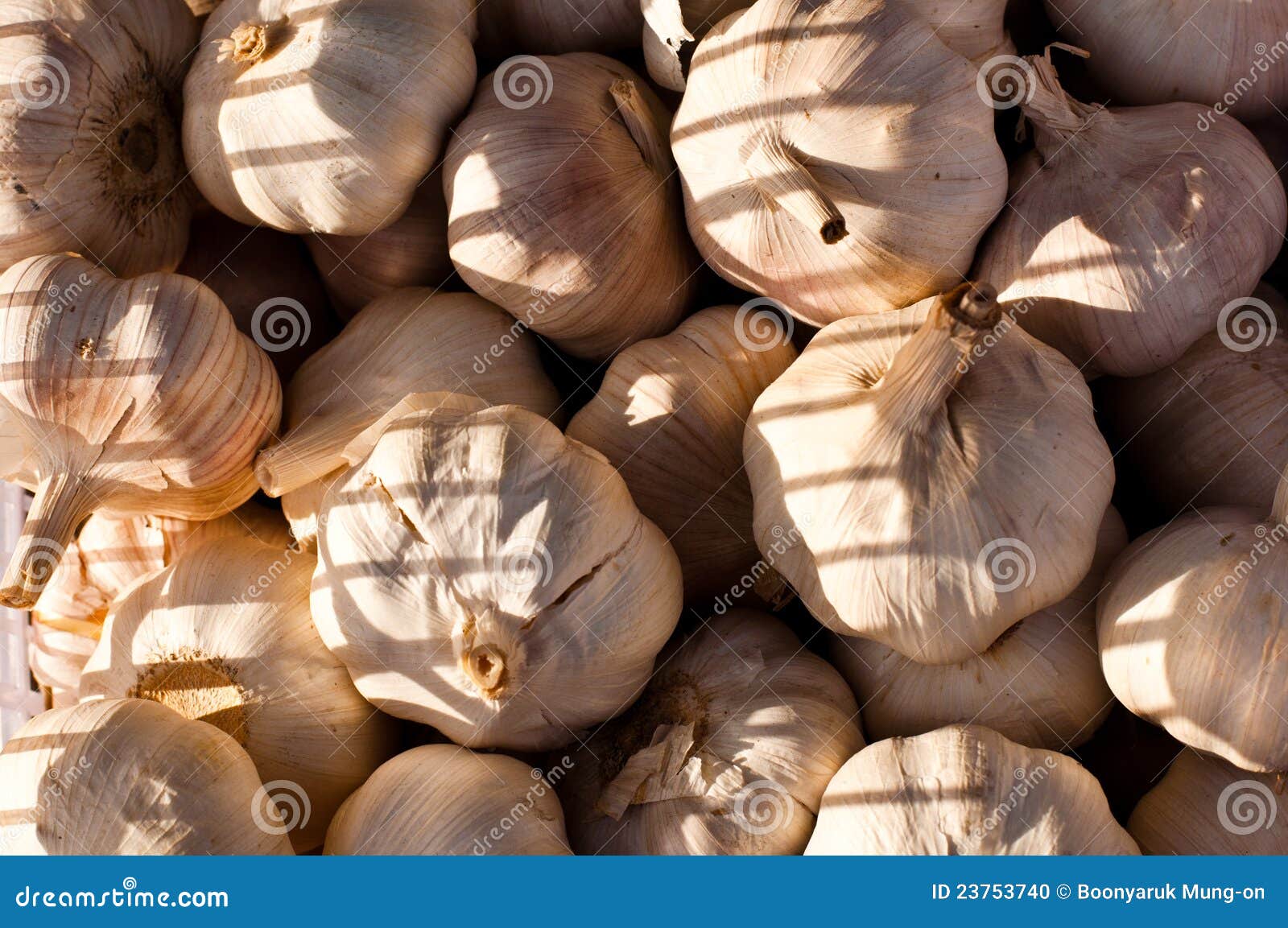 Giant garlic stock photo. Image of spices, food, giant - 23753740