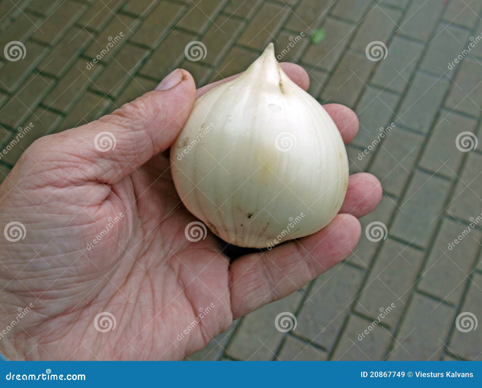Giant garlic clove stock image. Image of hand, garlic - 20867749