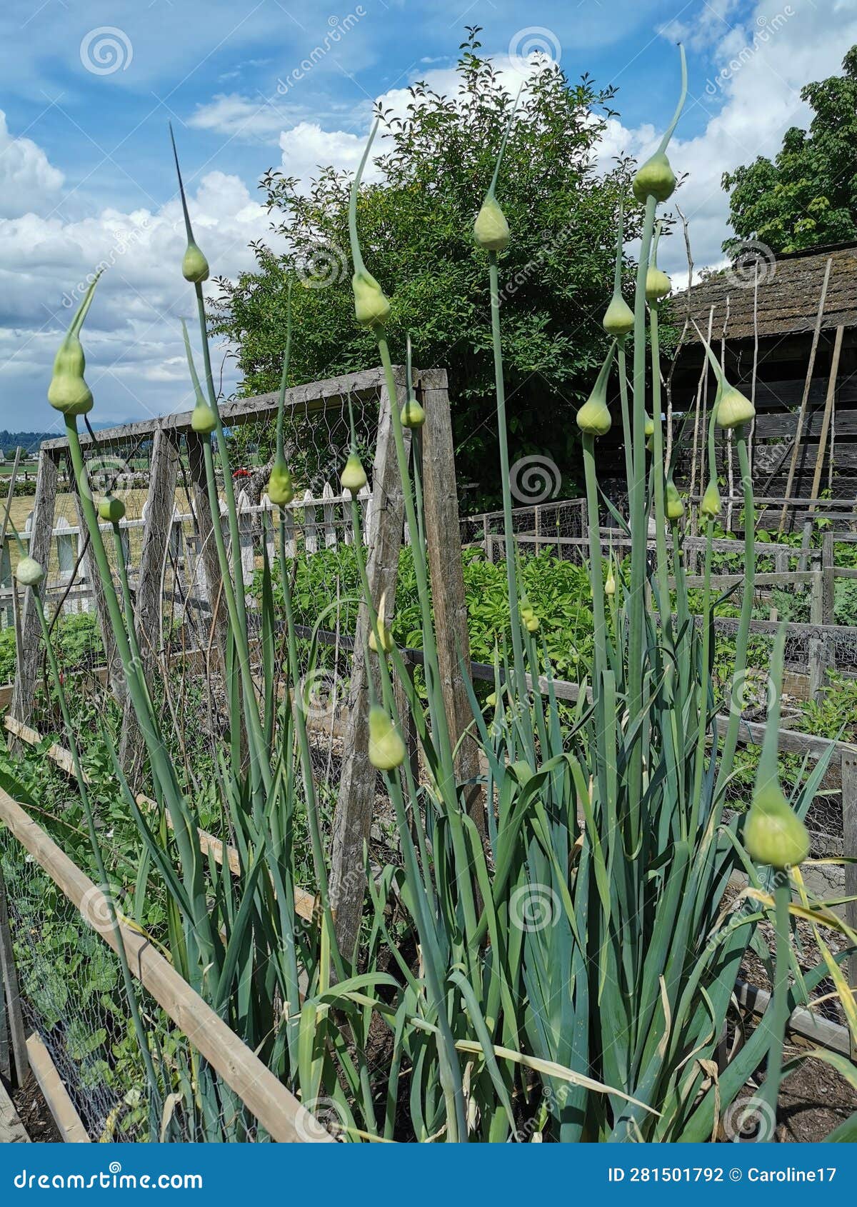 Giant Garlic Sprouts stock photo. Image of giant, healthy - 281501792