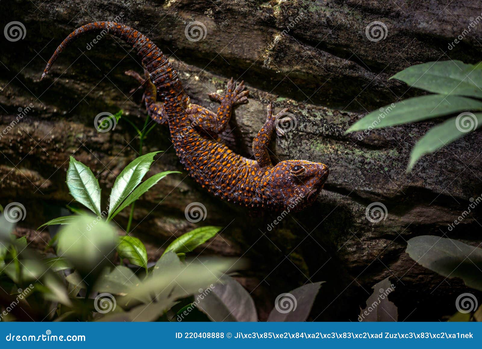 Giant gecko on a rock stock photo. Image of tropical - 220408888