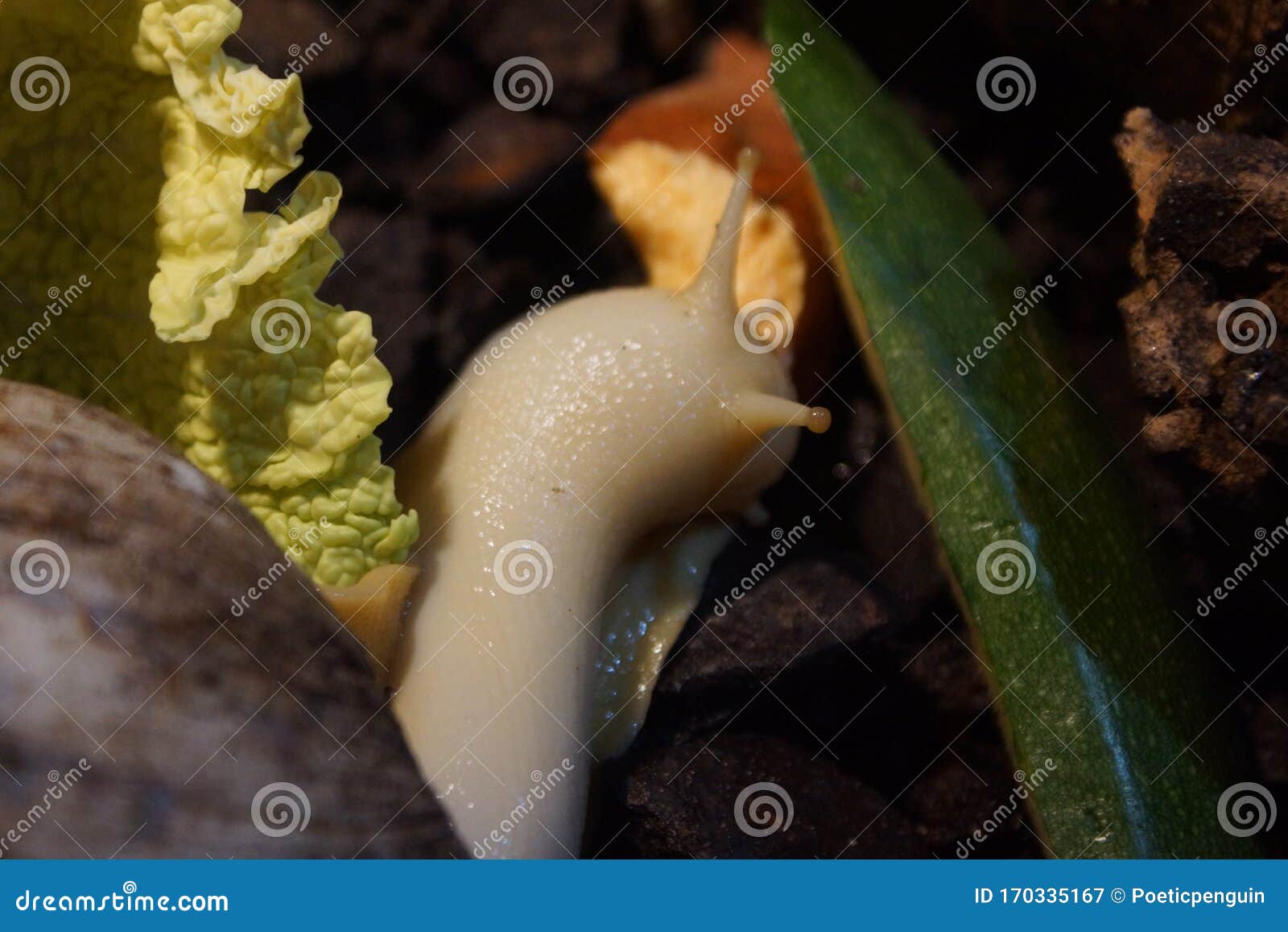 Giant Ghana Snail - Achatina Achatina Stock Image - Image of land ...