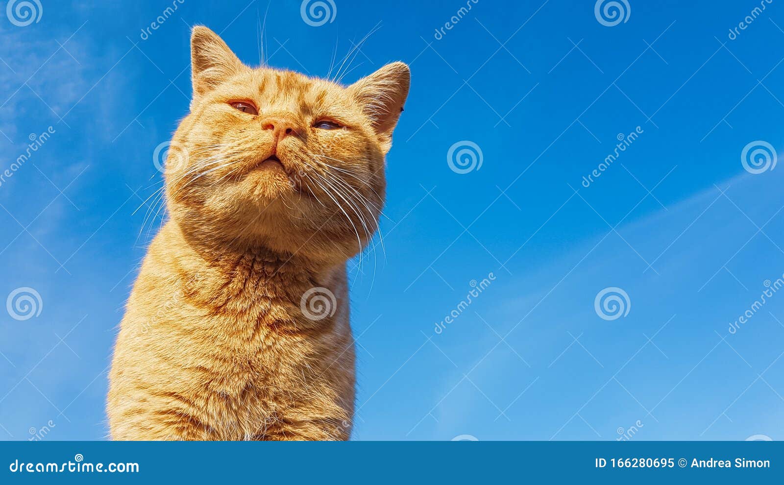 Giant ginger cat stock image. Image of domestic, ginger - 166280695