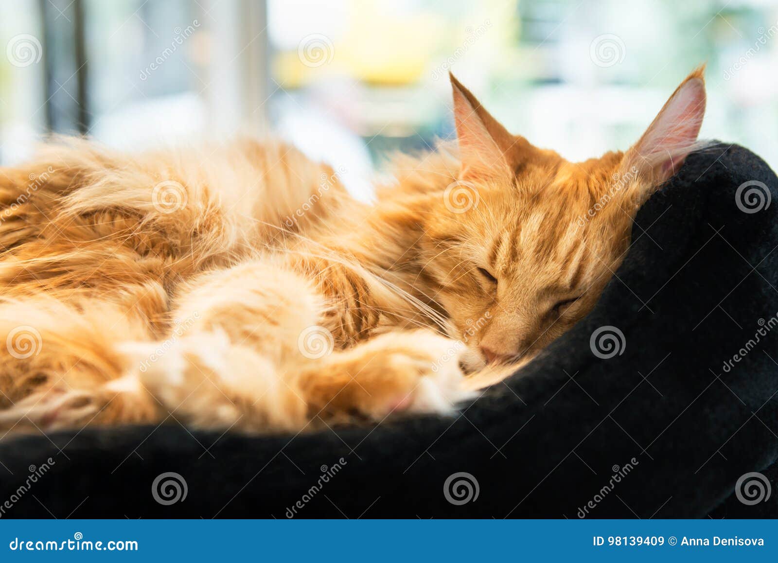 Giant Ginger Maine Coone Cat Stock Image - Image of coone, whiskers ...