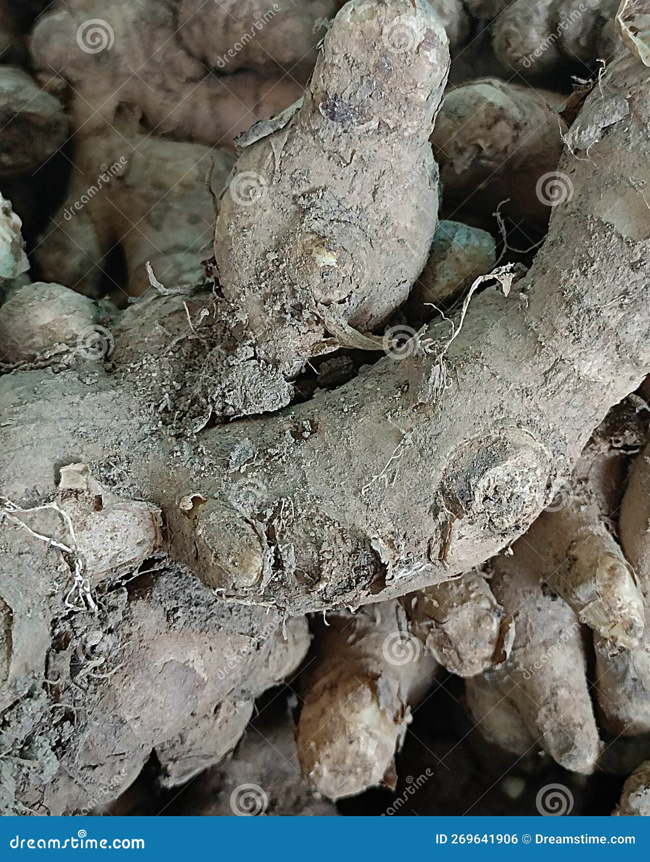 Giant ginger stock photo. Image of rock, wood, soil - 269641906