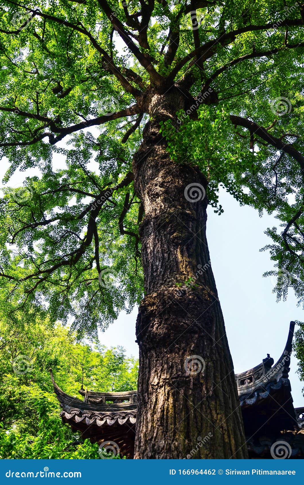 Giant Ginkgo biloba tree stock photo. Image of ginkgo - 166964462