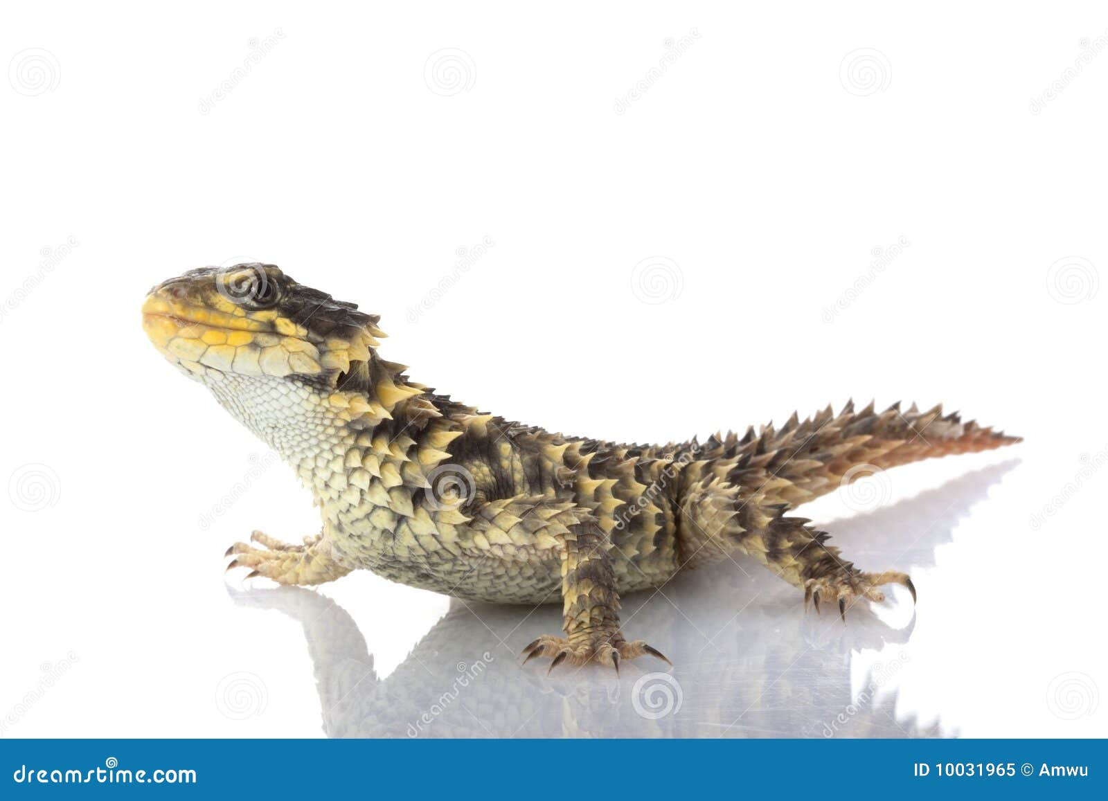 Giant Girdled Lizard