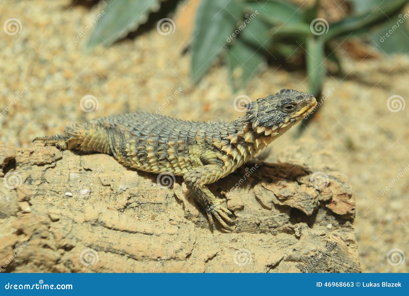 Giant girdled lizard stock image. Image of giant, tailed - 46968663