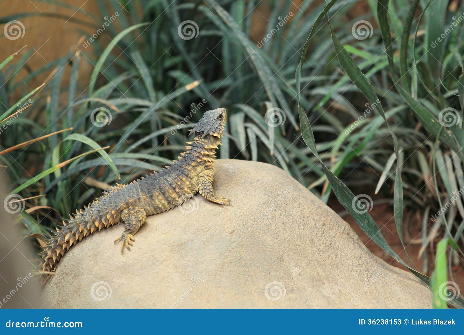 Giant girdled lizard stock image. Image of girdled, giganteus - 36238153