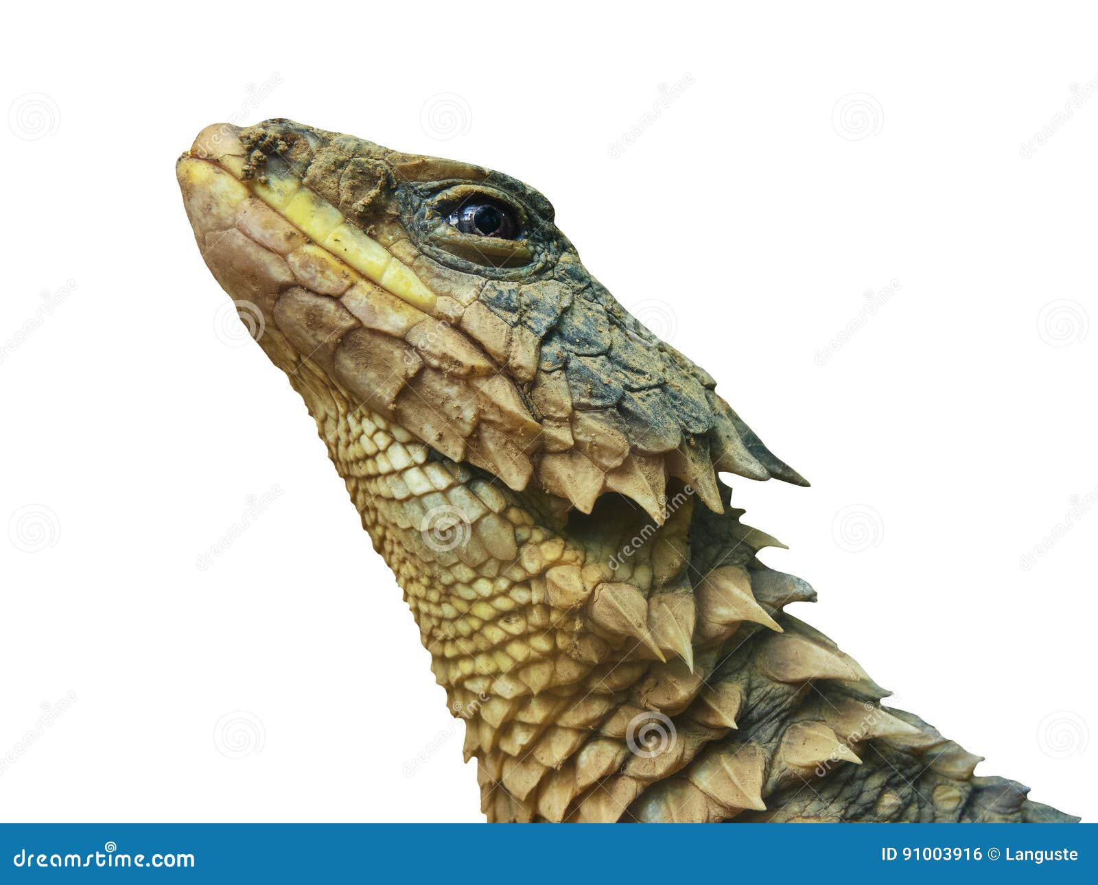 Giant Girdled Lizard Reptile Isolated Background Stock Photo - Image of ...