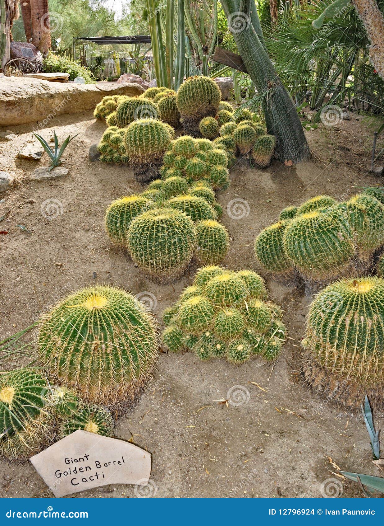 Giant golden barrel cactus stock photo. Image of golden - 12796924