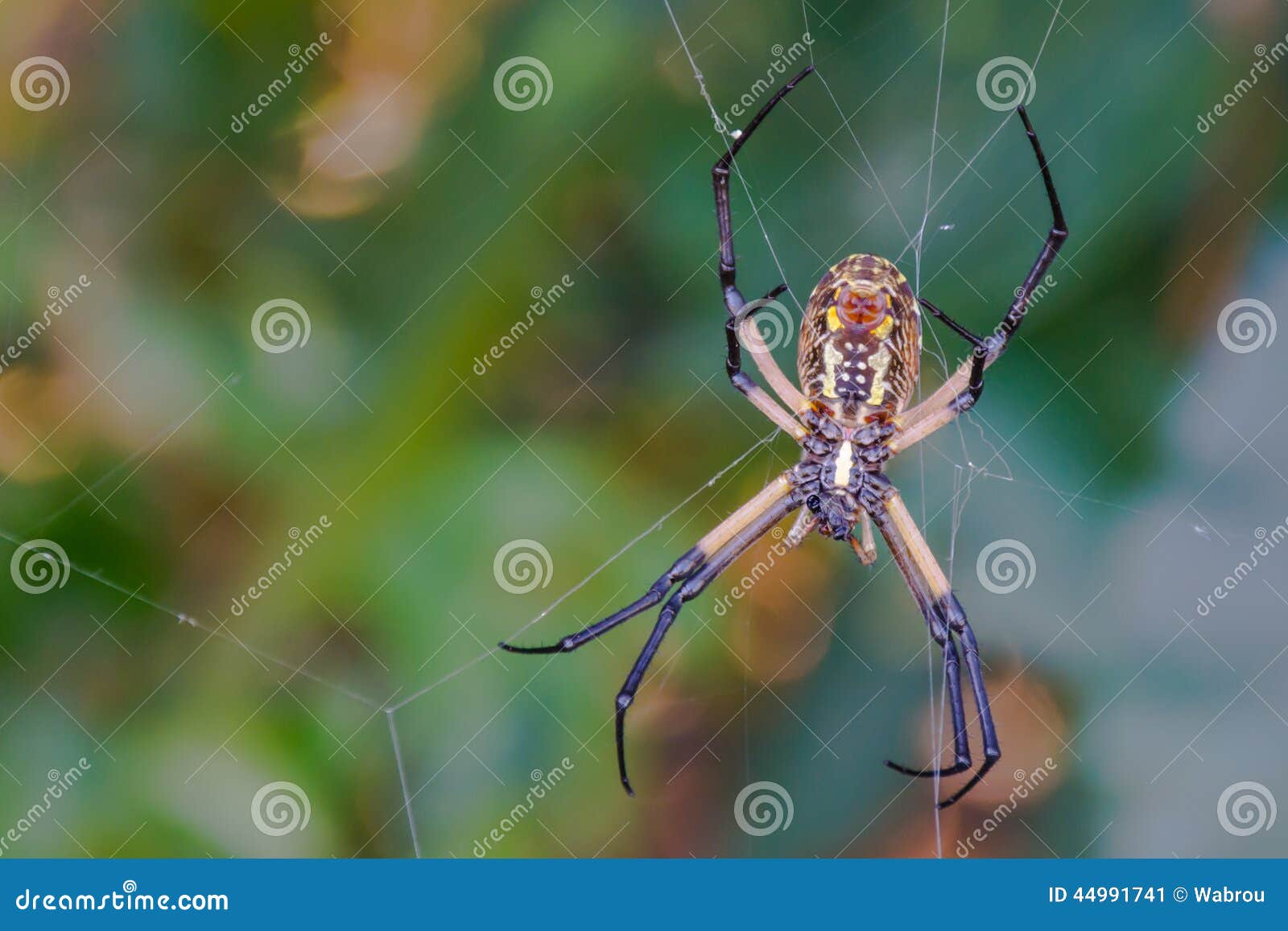Orb Weaver Spider In Web Stock Image | CartoonDealer.com #183972649