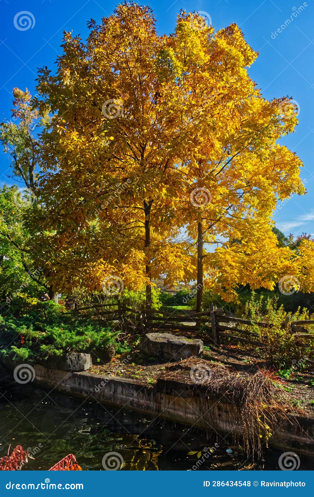 Giant Golden Trees by the Stream , Niagara Falls, on, Canada Stock ...
