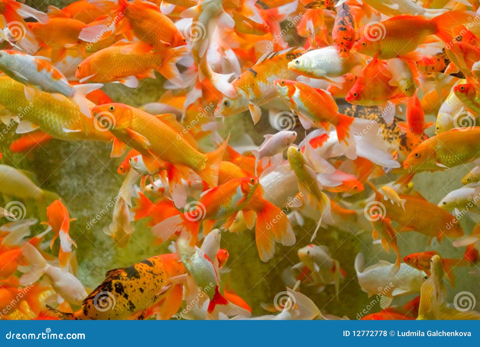 Giant goldfish stock photo. Image of japanese, slime - 12772778