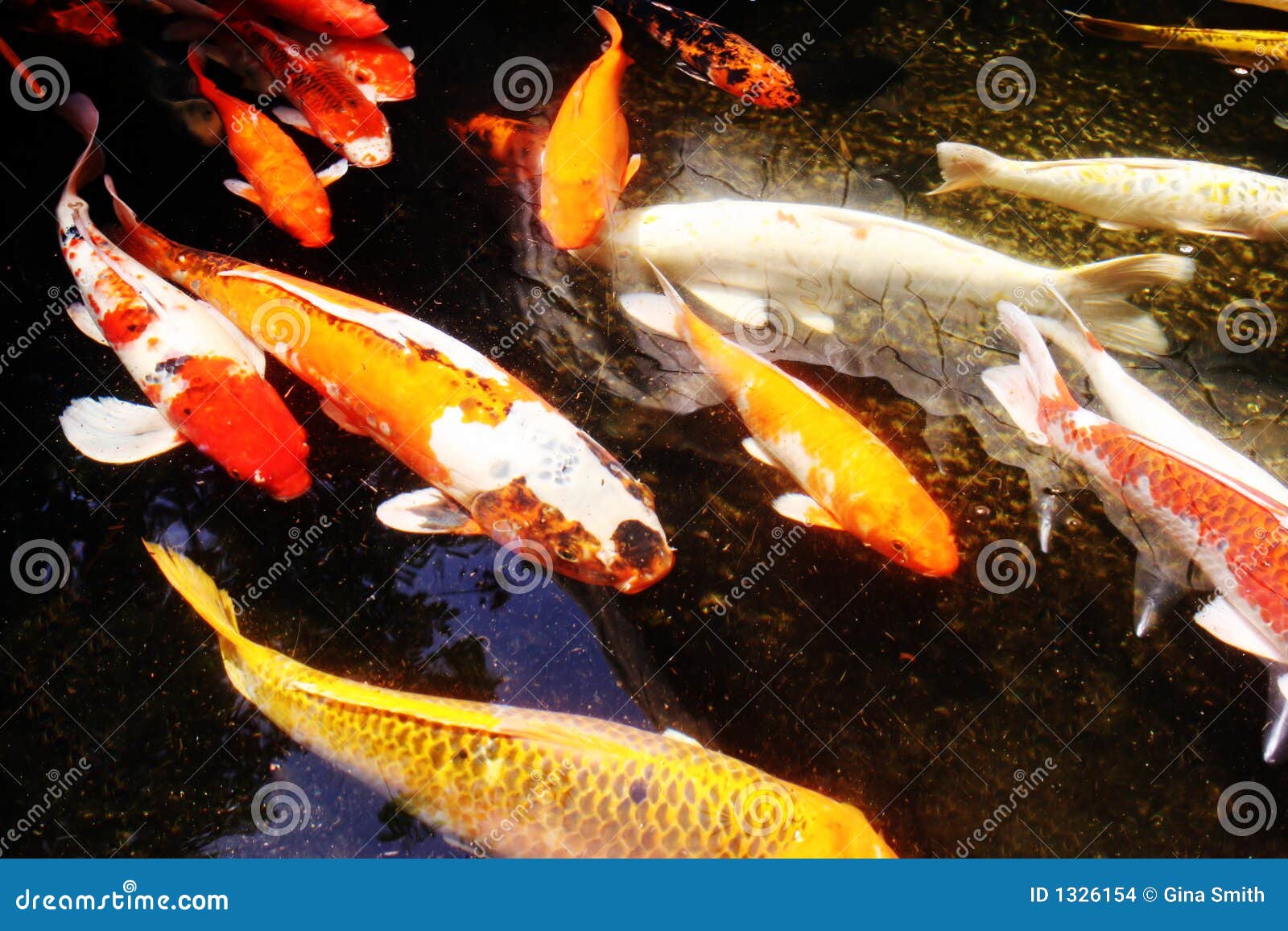 Giant goldfish stock photo. Image of alive, group, tails - 1326154