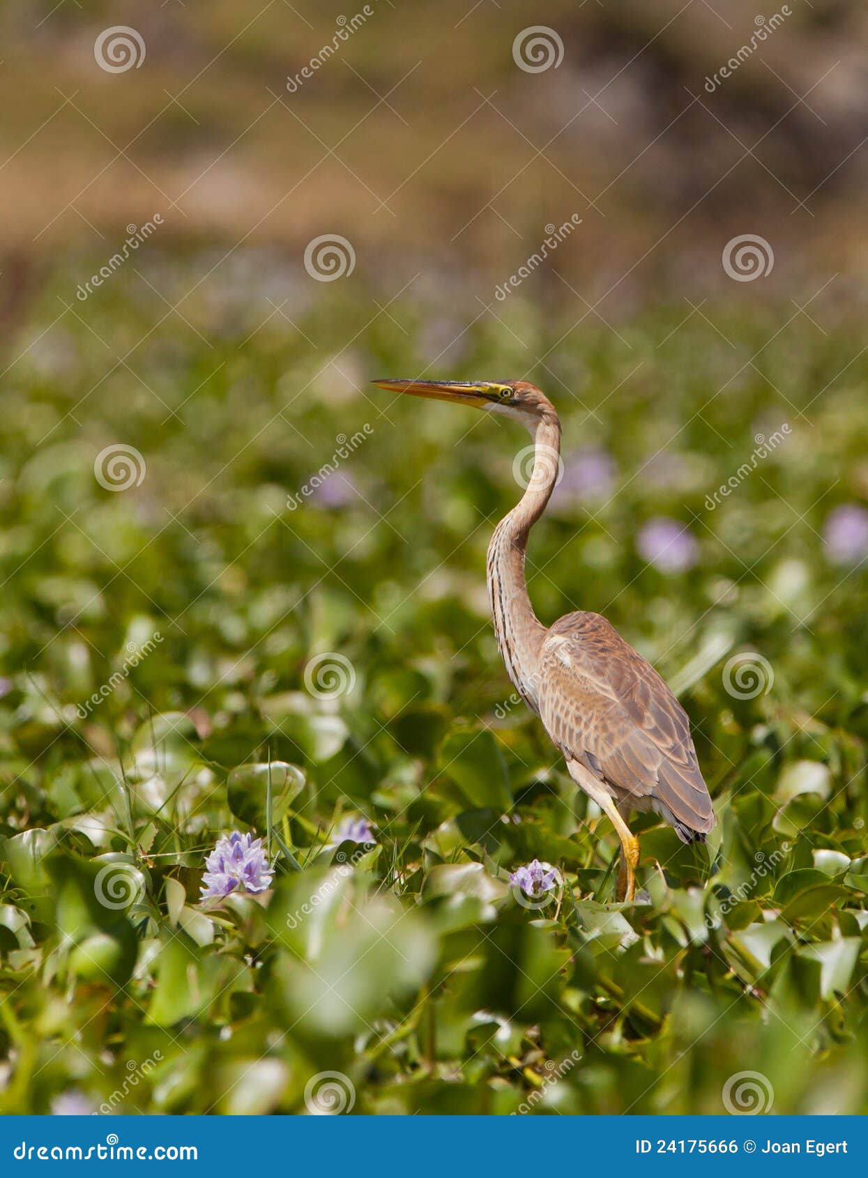 The giant: Goliath Heron stock photo. Image of ardea - 24175666