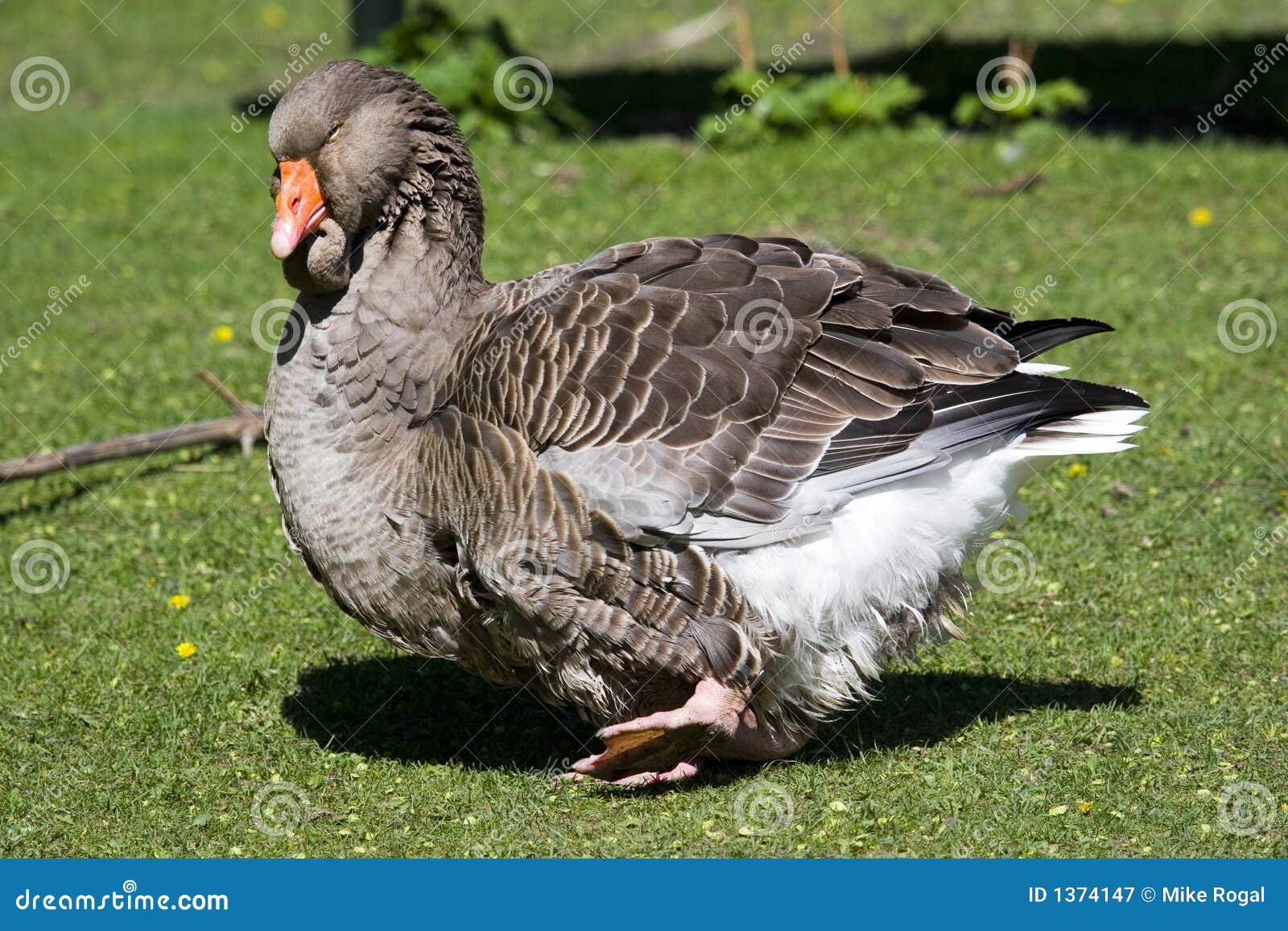 Giant Goose stock image. Image of goose, green, bird, standing - 1374147