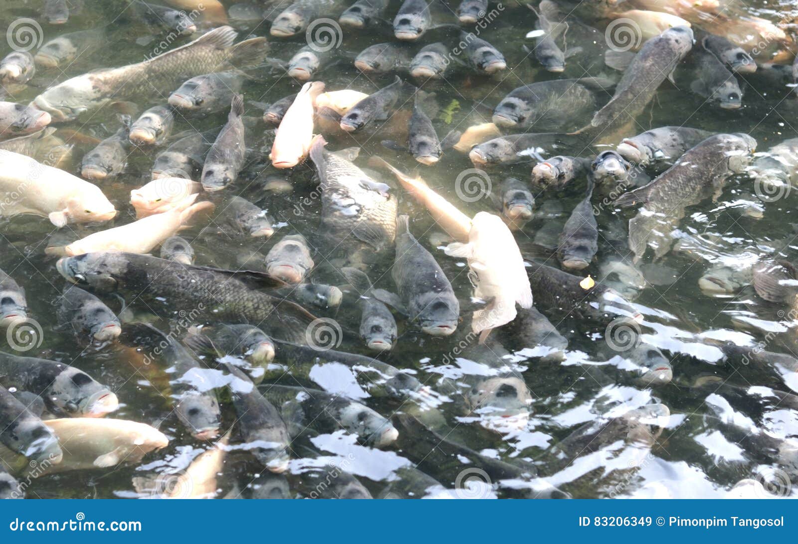 Giant Gouram Stock Photos - Free & Royalty-Free Stock Photos from ...