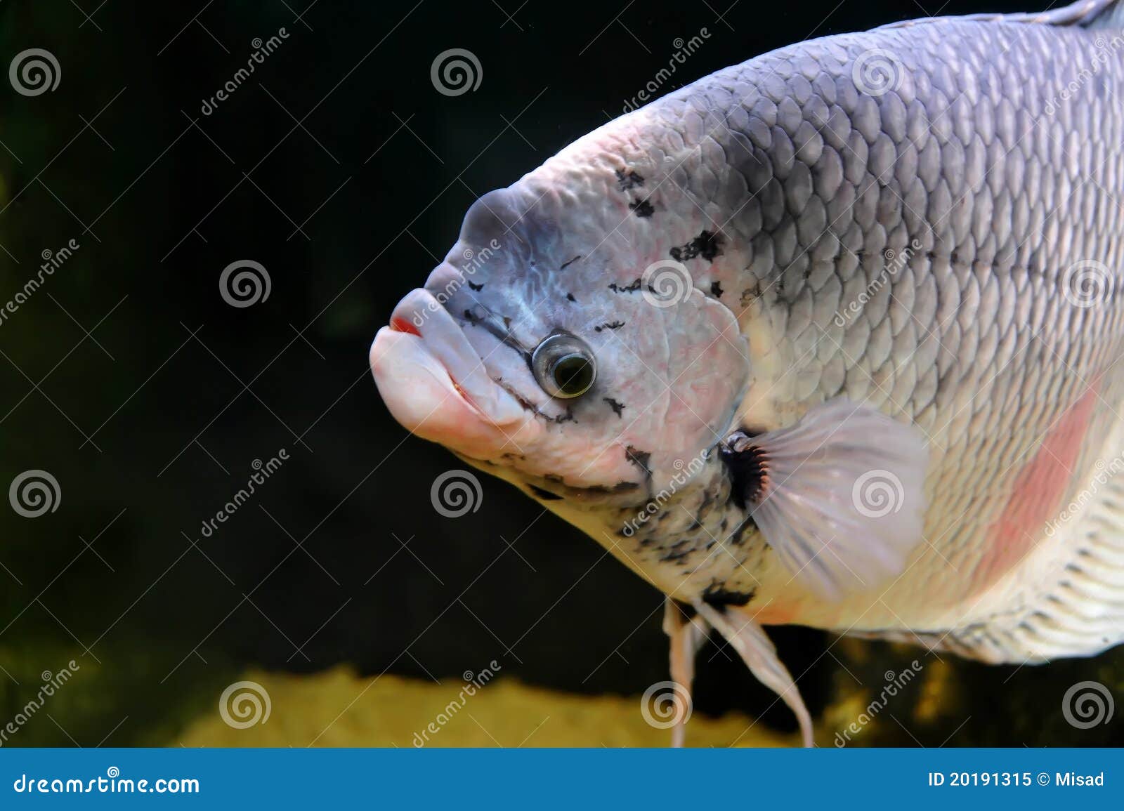 Giant Gourami stock image. Image of aquarium, central - 20191315