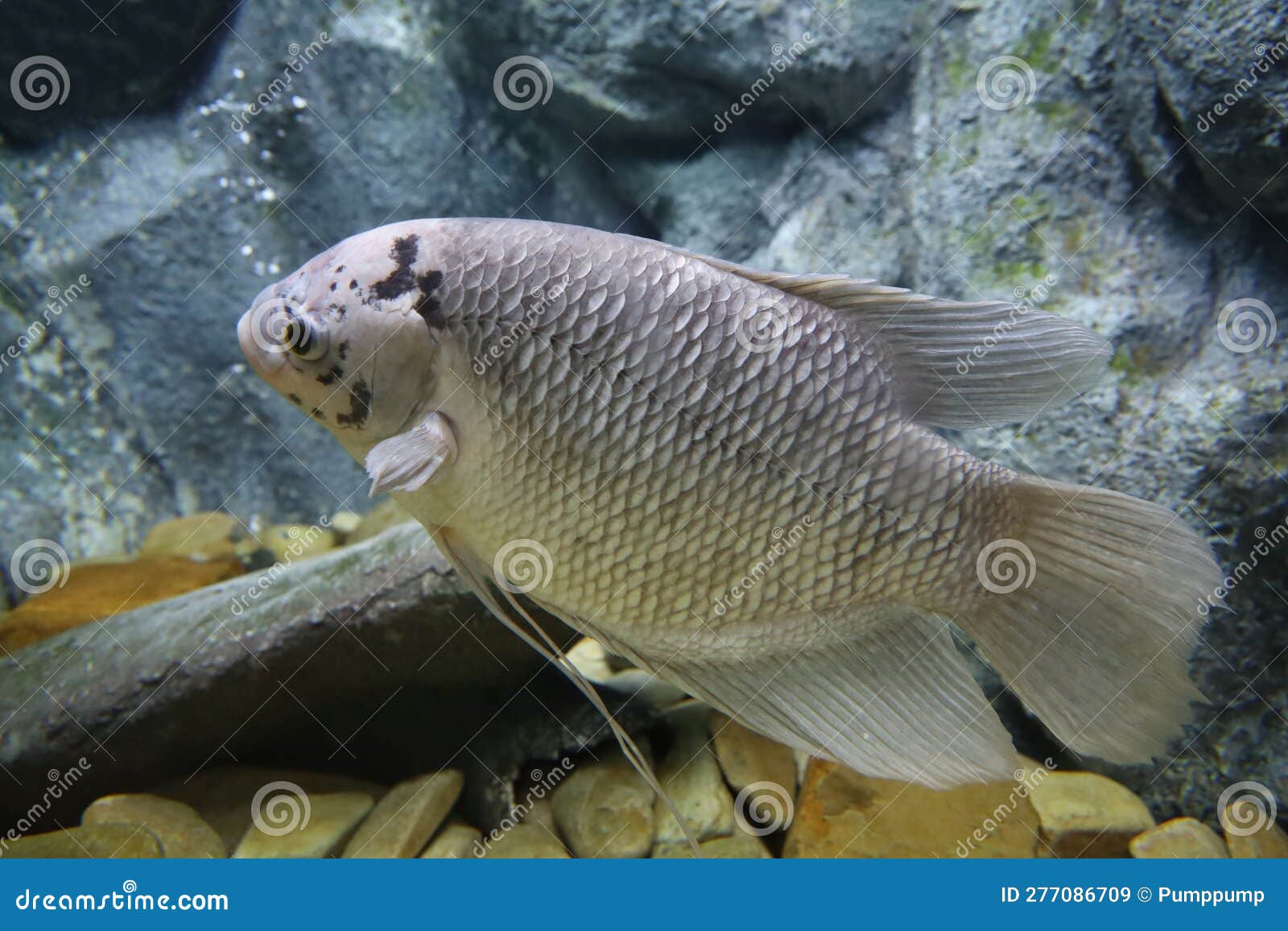 The Giant Gourami fish stock image. Image of outdoors - 277086709