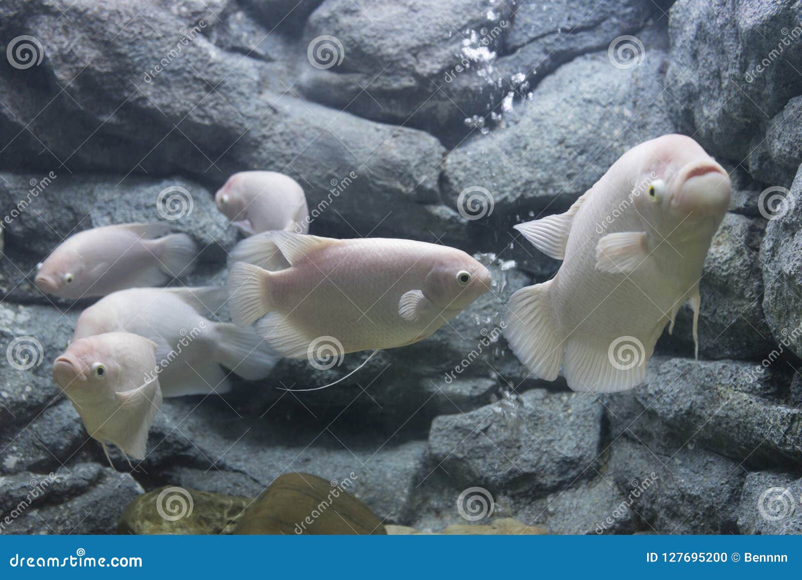 Giant Gourami Fish in Aquarium Stock Photo - Image of aquarium ...