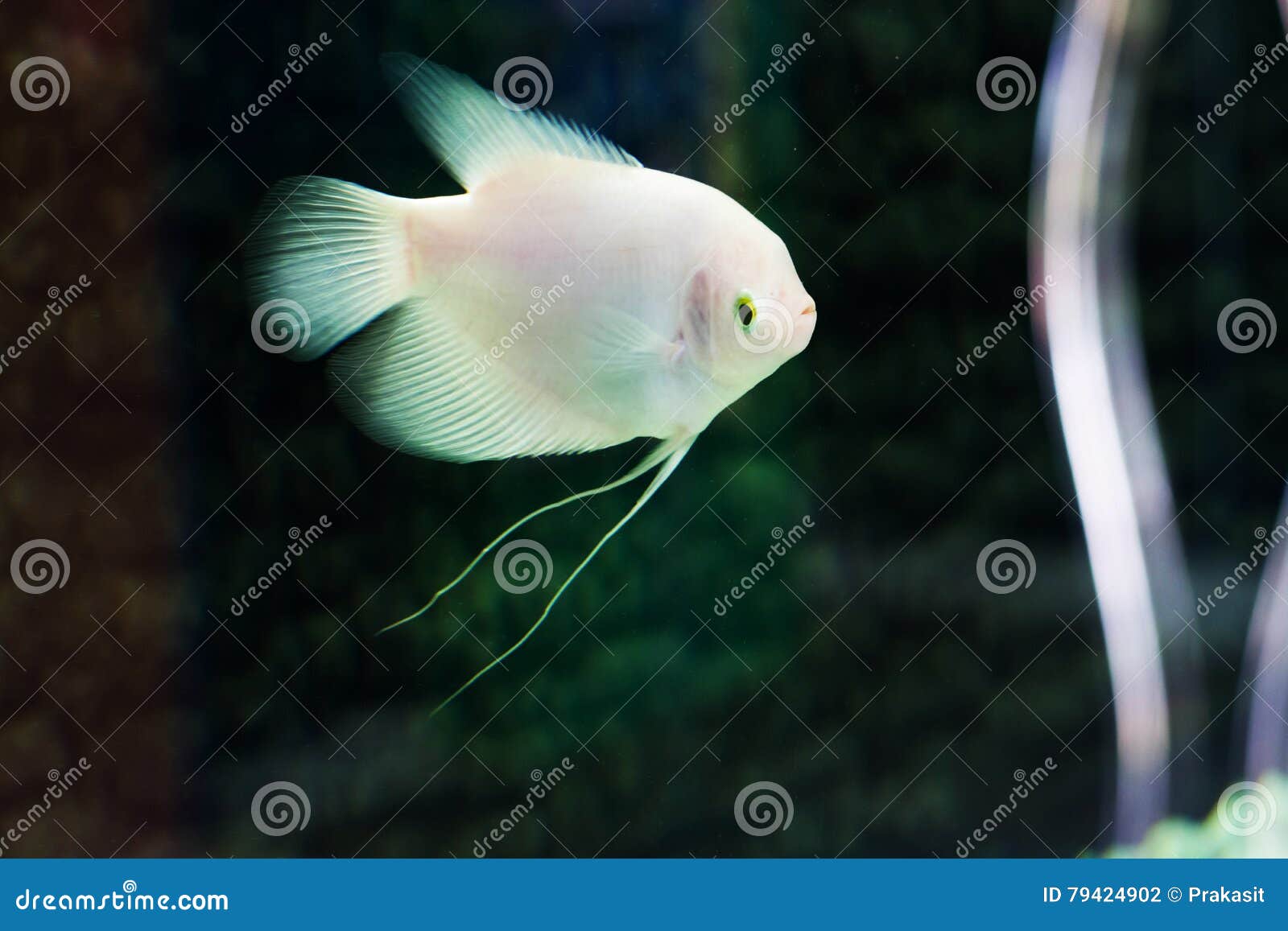 Giant gourami fish stock photo. Image of aqua, face, white - 79424902